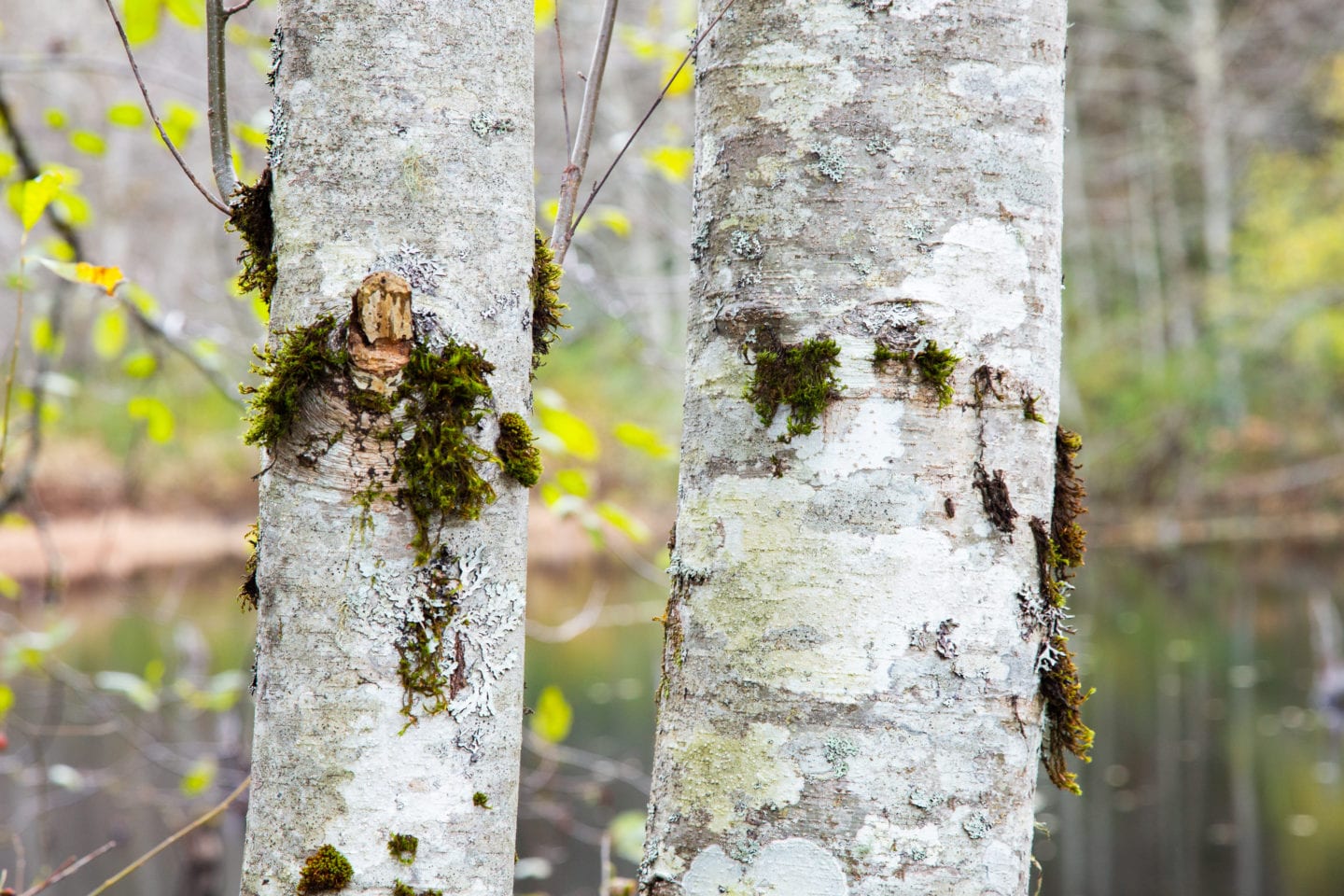 Recompose Community Fund | Recompose