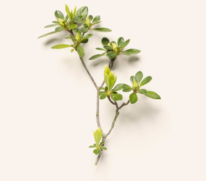 Plan Ahead for Human Composting | Recompose